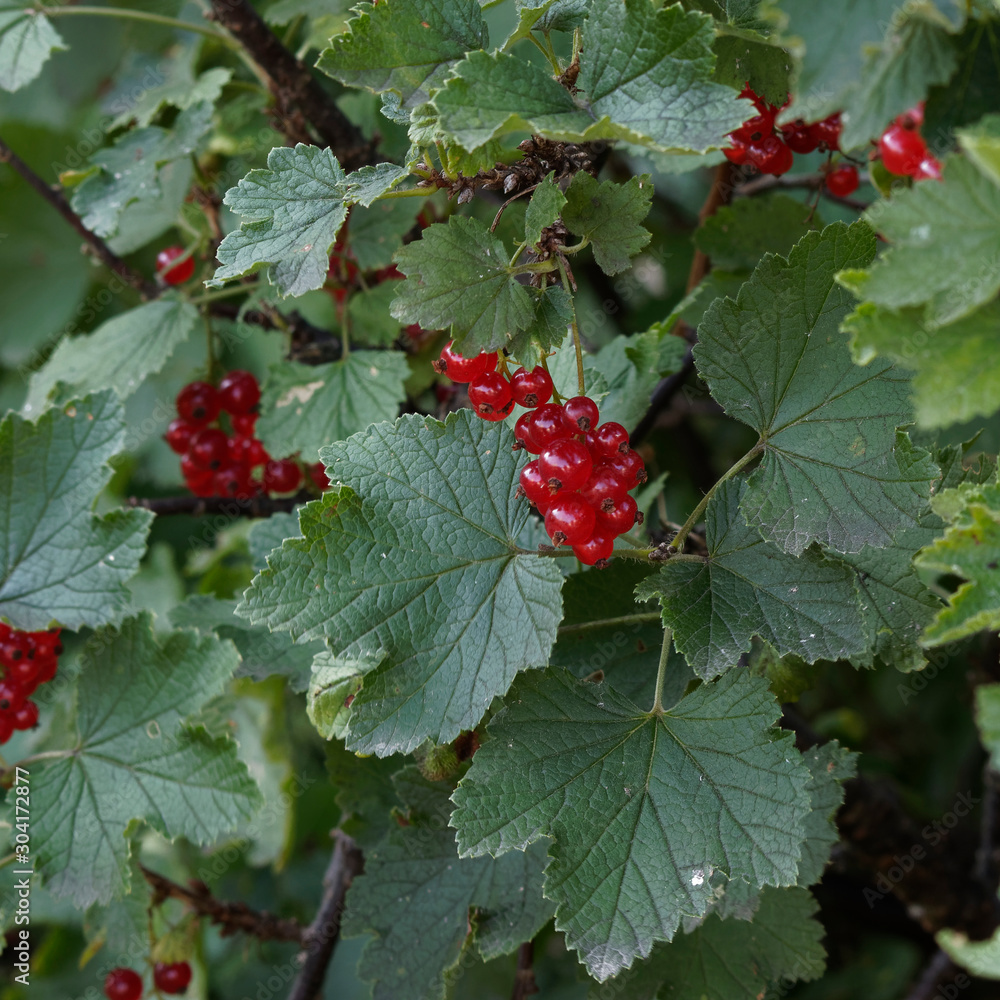 Stock-Foto „Groseillier à grappes ou groseillier rouge avec de ...