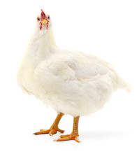 White Chicken Free Stock Photo - Public Domain Pictures
