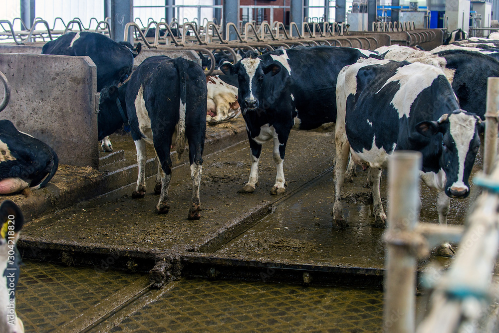 modern cowshed, for the cultivation of dairy breeds of cows, peeing and ...