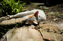 The Cardinal De Richelieu´s Cats Free Stock Photo - Public Domain Pictures