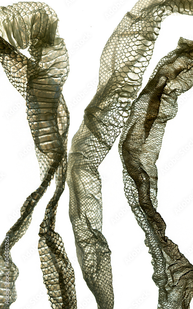 Snake molt skin isolated Stock Photo | Adobe Stock