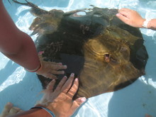 Stingray Fish Free Stock Photo - Public Domain Pictures