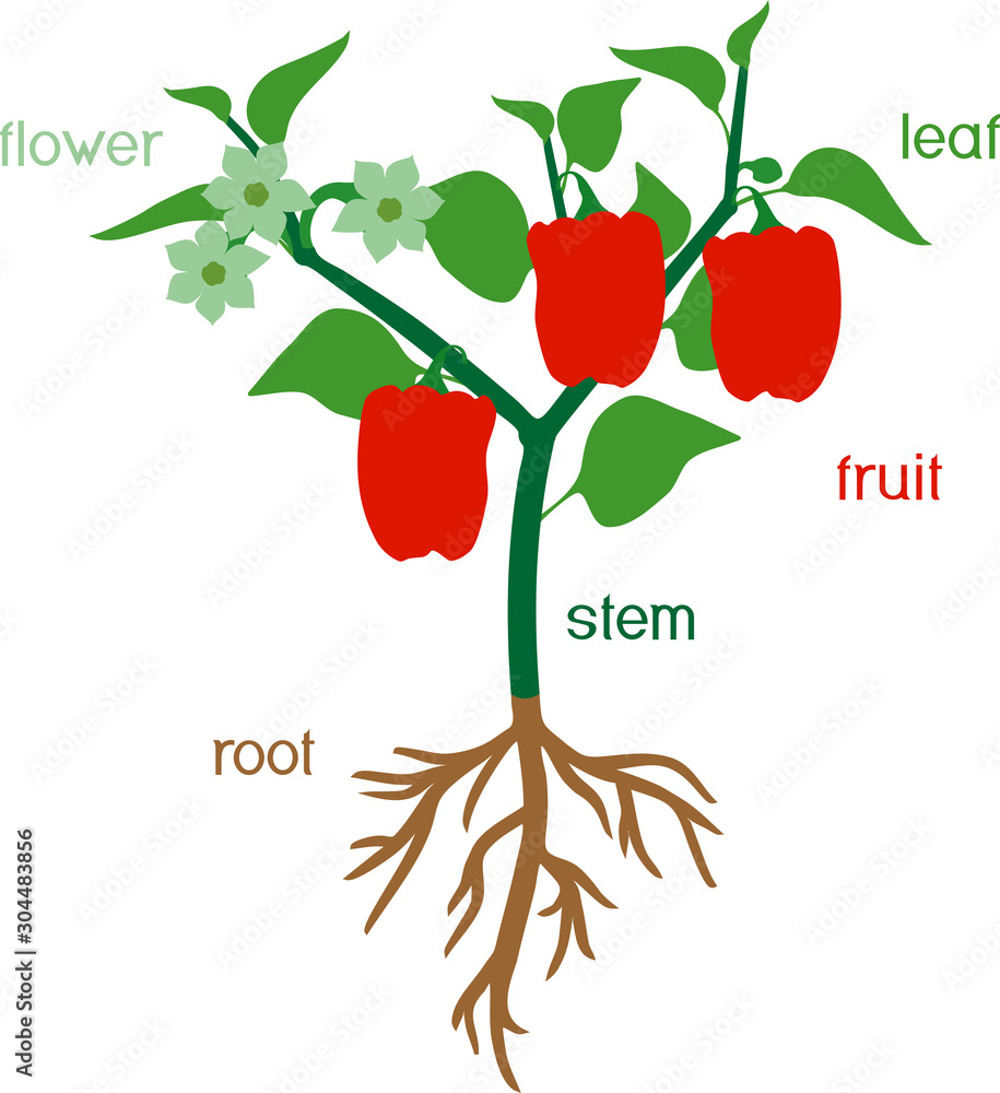 Parts of plant. Morphology of pepper plant with green leaves, red ...