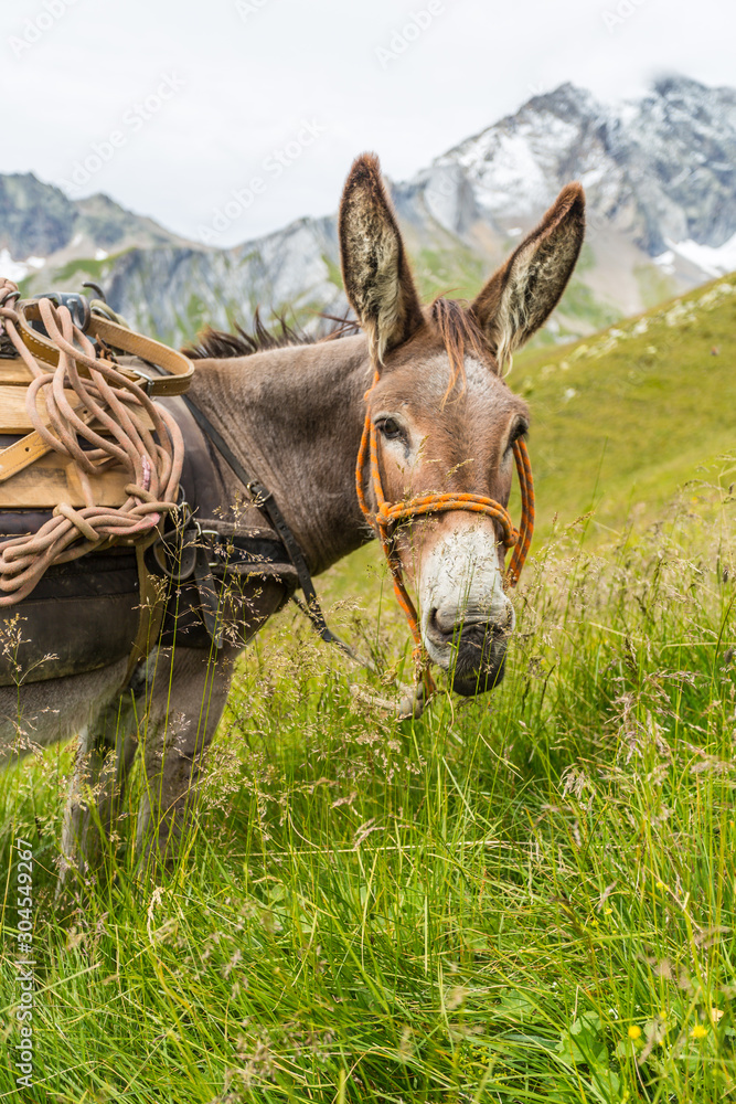 Âne et son bât pour randonnée Stock Photo | Adobe Stock