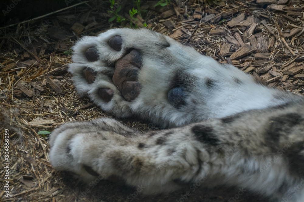 The soft fur and brown underside of a paw is exposed as the snow ...
