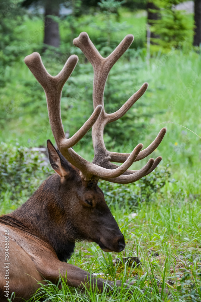 An adult elk with dark brown fur and large soft antlers laying in the ...