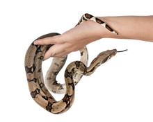 Common Northern Boa Free Stock Photo - Public Domain Pictures