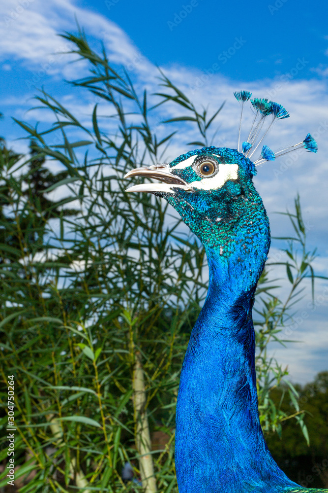 The gray brocket (Mazama gouazoubira), is a species of brocket deer ...