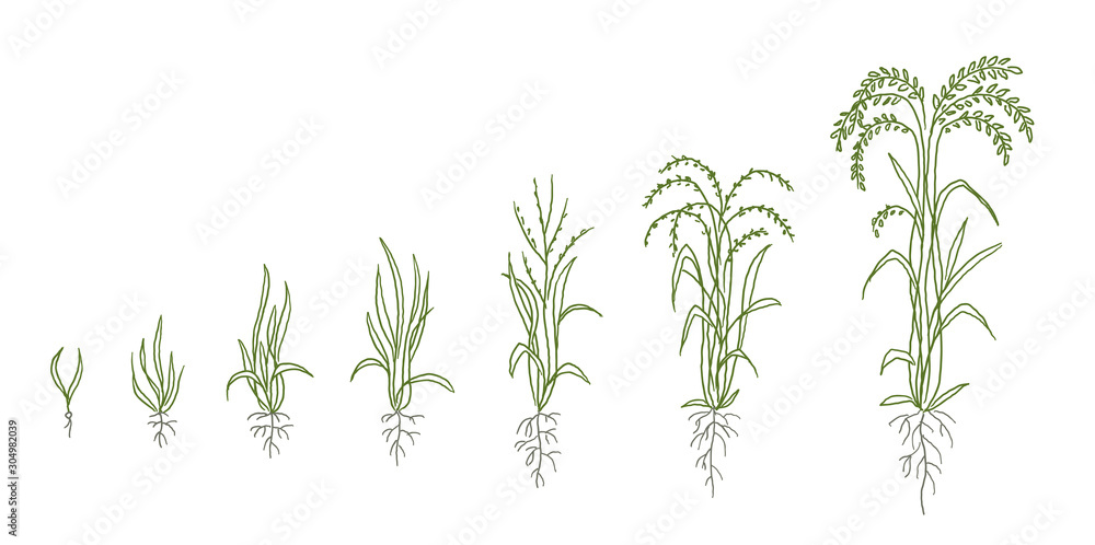 Rice growth stages sketch. Oryza sativa animation progress. Plant development agriculture. Hand ...