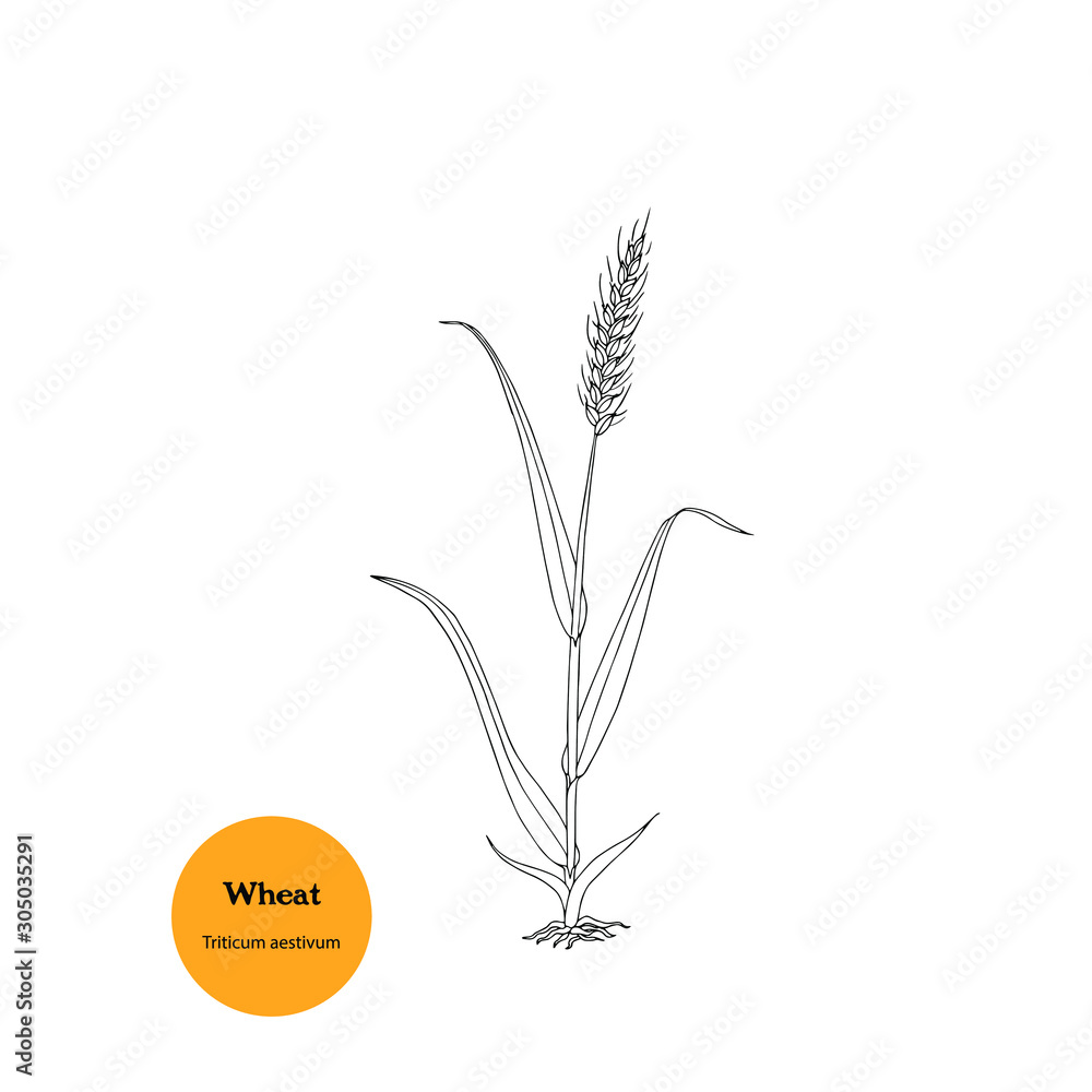 wheat plant vector