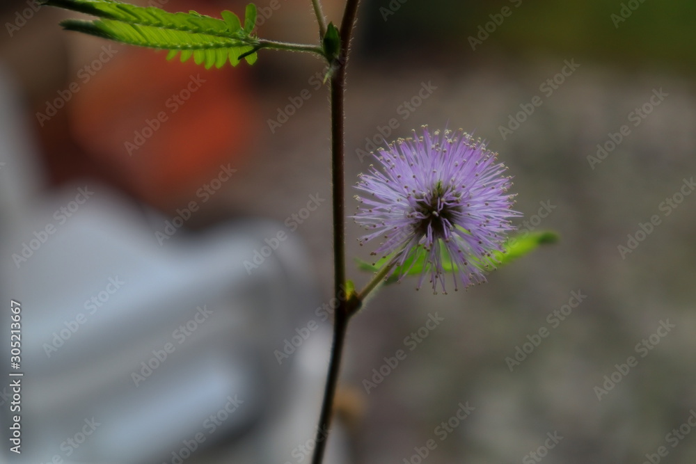 Mimosa Putika, Mimose Stock Photo | Adobe Stock