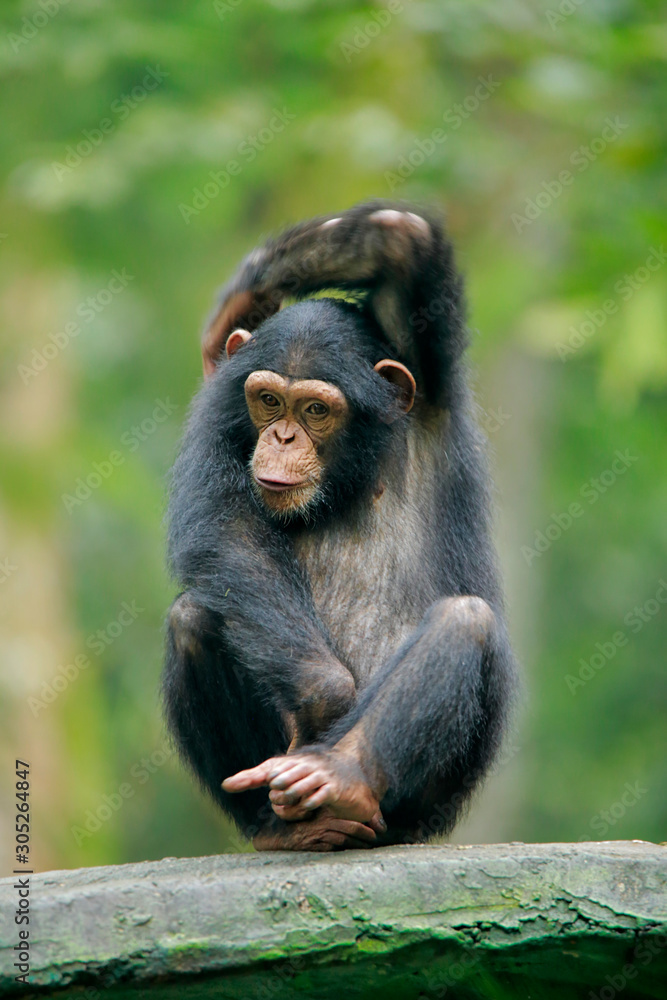 Chimpanzee consists of two extant species: common chimpanzee and bonobo ...