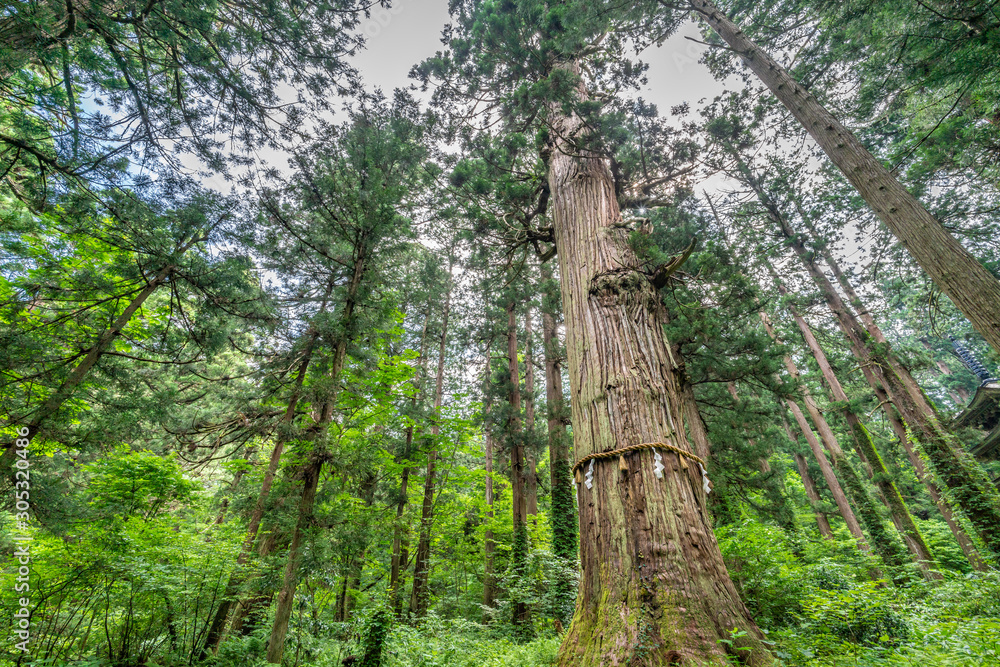 Fotografie Jijisugi (Grandpa cedar) 1000 years old cedar tree at Mount ...