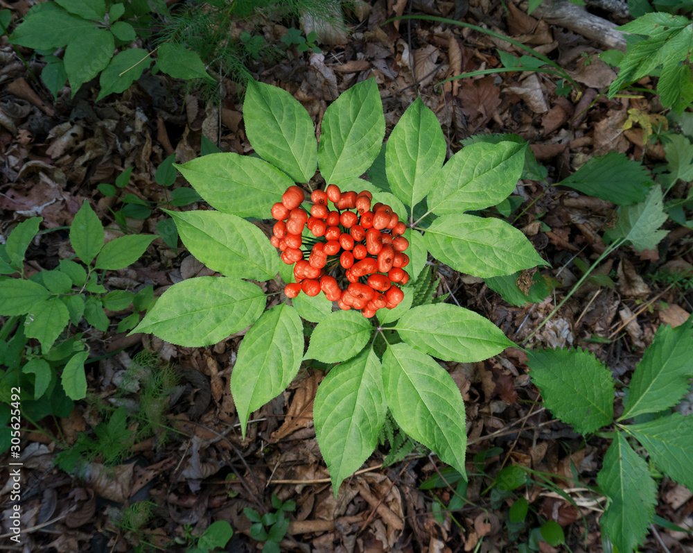 Wild ginseng with berries. A close up of the wild most famous medicinal ...