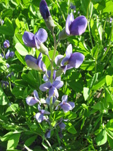 Long-Bract Wild Indigo Blooms Free Stock Photo - Public Domain Pictures