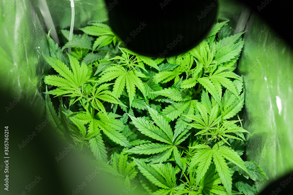 Vegetative stage of marijuana growth. Medical marijuana. Background of ...