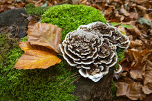 Green Turkey Tail Fungus On Log Free Stock Photo - Public Domain Pictures