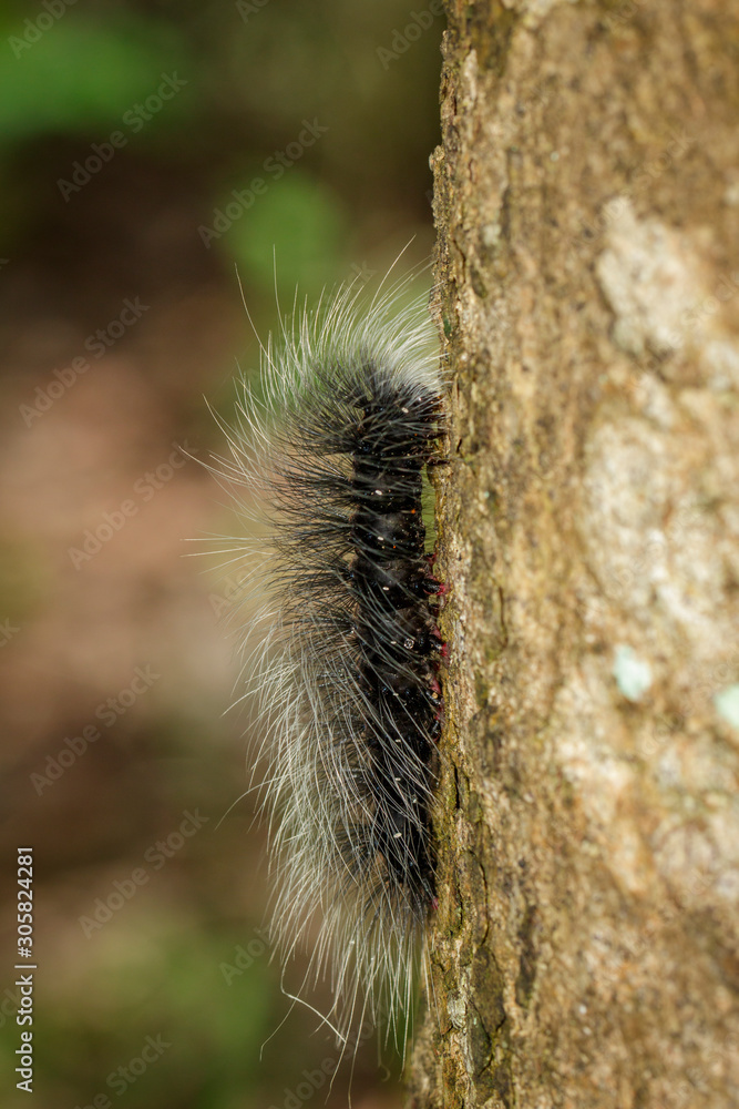 Photo Stock Image of black caterpillar worm (Eupterote tetacea) with ...