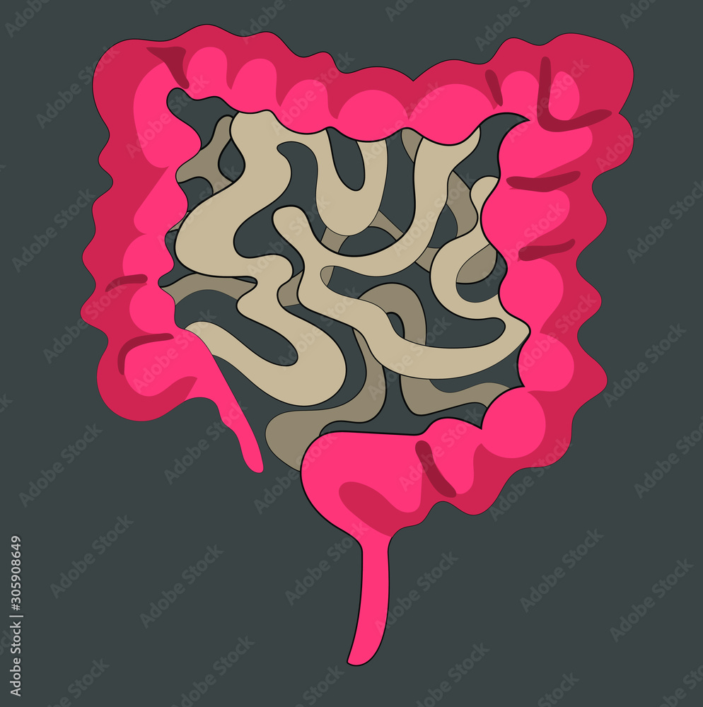 Intestines digestive system human gut gastrointestinal tract anatomy ...