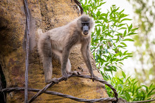 Collared Mangabey Free Stock Photo - Public Domain Pictures