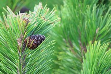 Pinus Rigida The Pitch Pine Free Stock Photo - Public Domain Pictures