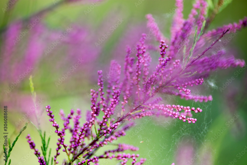 Calluna vulgaris is the sole species in the genus Calluna in the ...