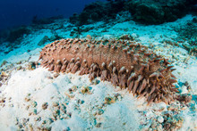 Sea Cucumber Free Stock Photo - Public Domain Pictures