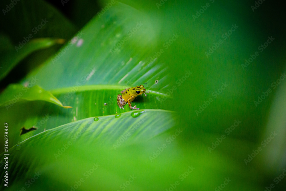 Yellow and green Strawberry Poison Dart Frog on Isla Colon, Bocas del ...