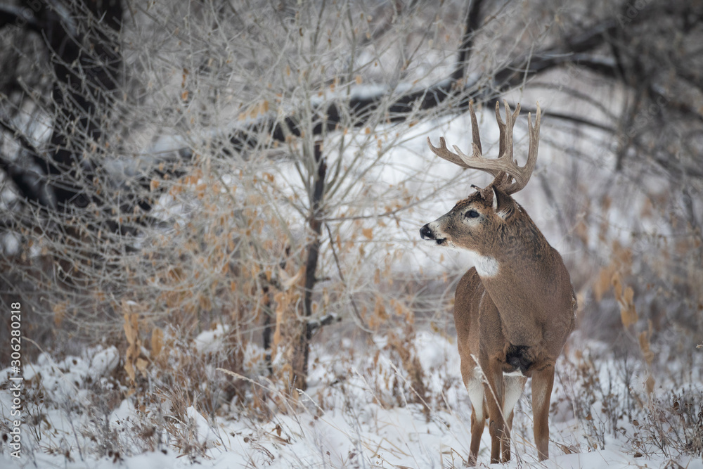 Whitetail Buck in Snow Stock Photo | Adobe Stock