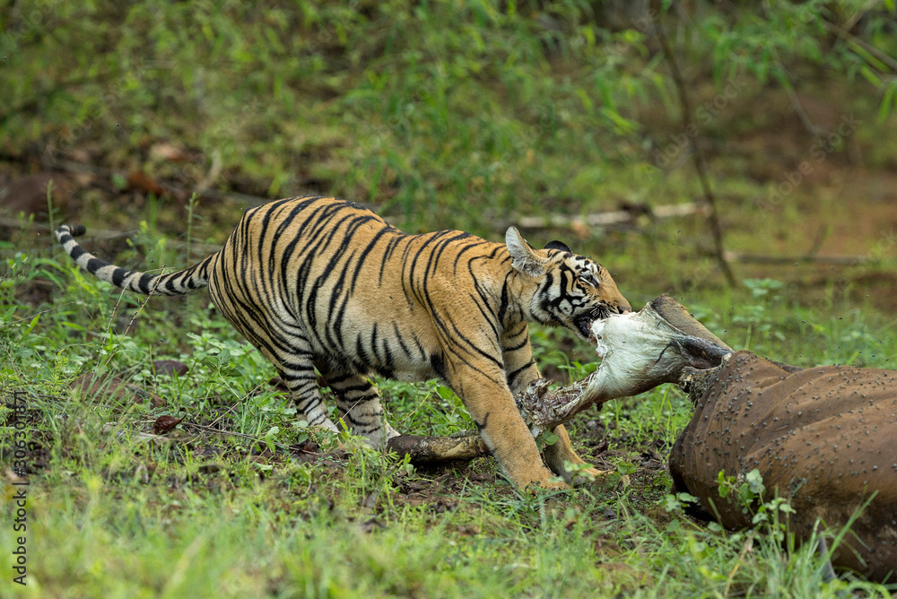 Tiger eating meat, Panthera tigris, Tadoba, Chandrapur, Maharashtra ...