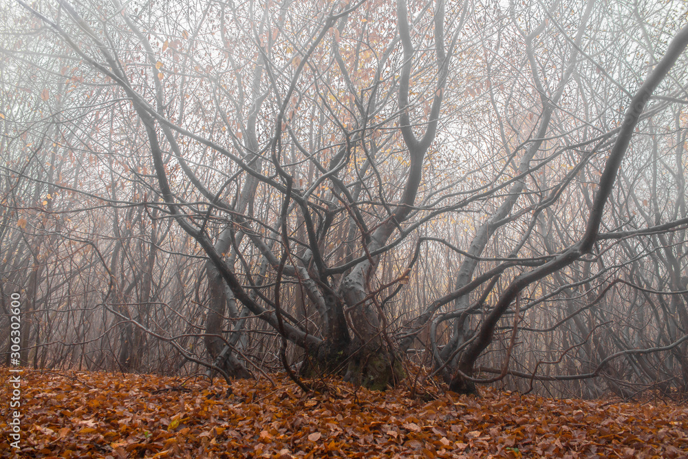 Foto Hoia Baciu Forest -World’s Most Haunted Forest with a reputation ...