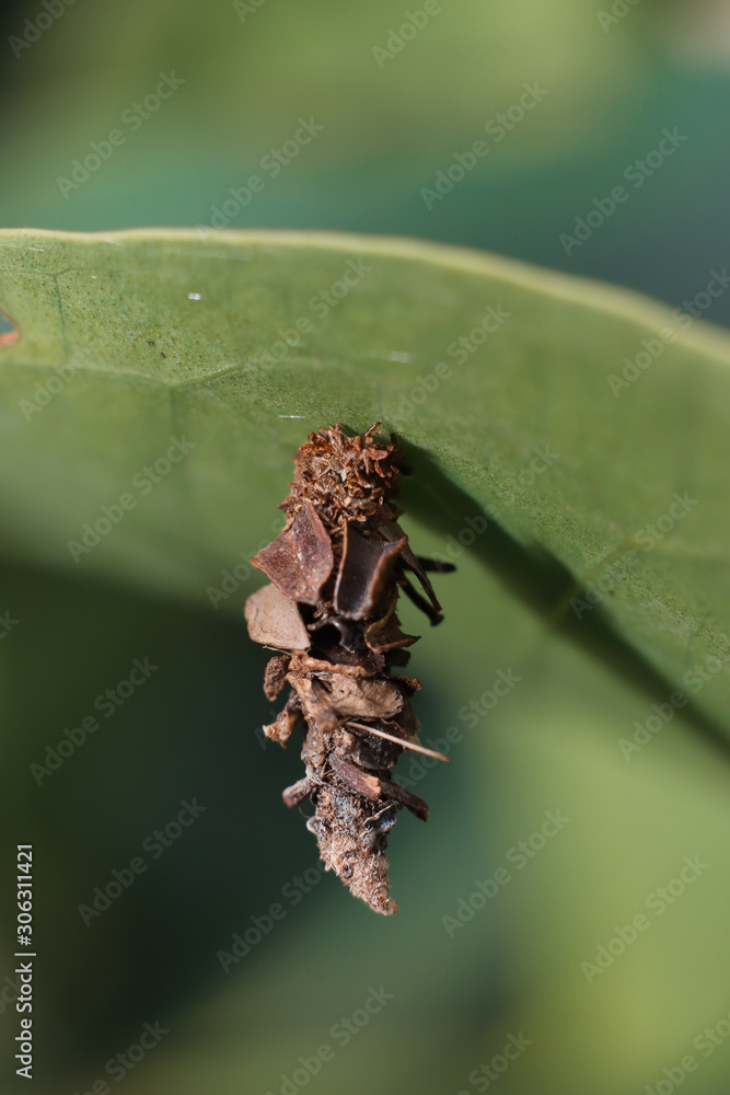 tinea pellionella, a case-bearing moth, is a species of tineoid moth in ...