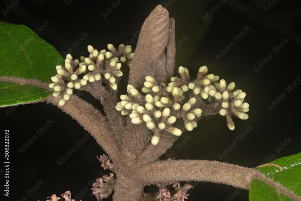 Foto de Stock Growing shoot tip with unopened inflorescence of ...