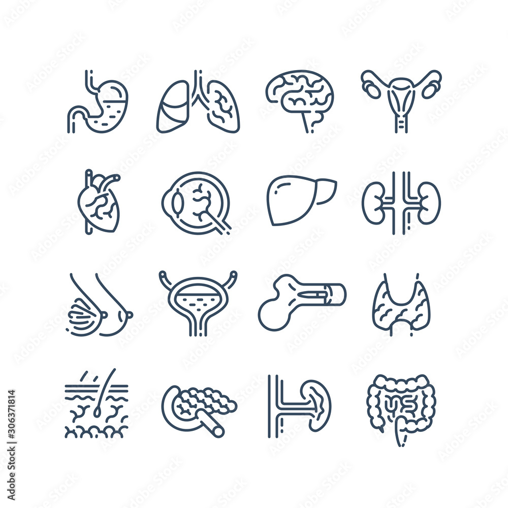 Human internal organs, brain side view, healthy lungs, stomach and ...