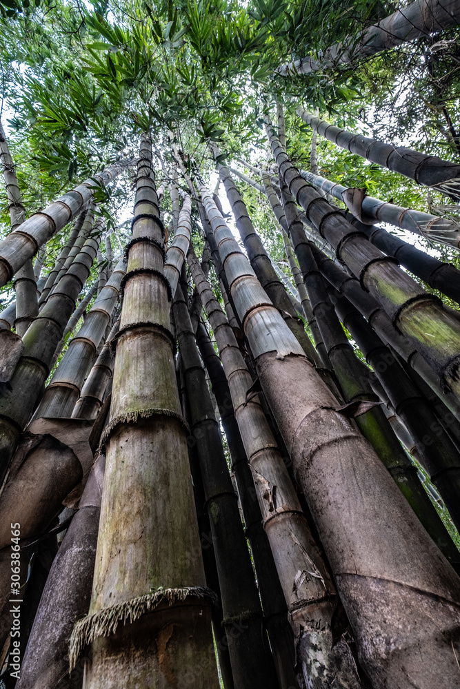 Bamboo trees in Laos Stock Photo | Adobe Stock