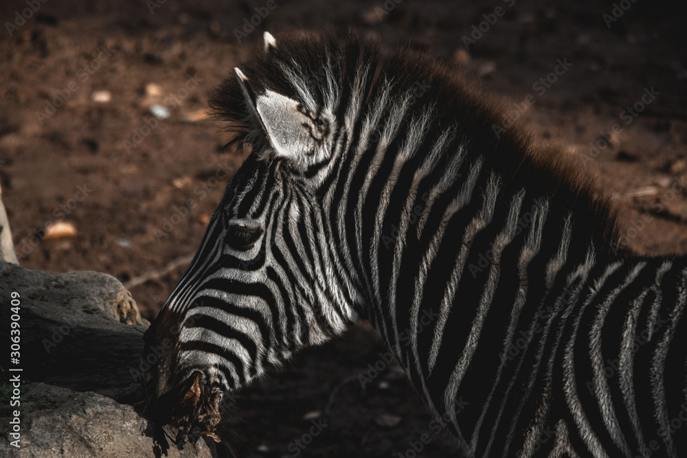 Stock-Foto „zebra, tier, säugetier, safari, wild lebende tiere, wild ...