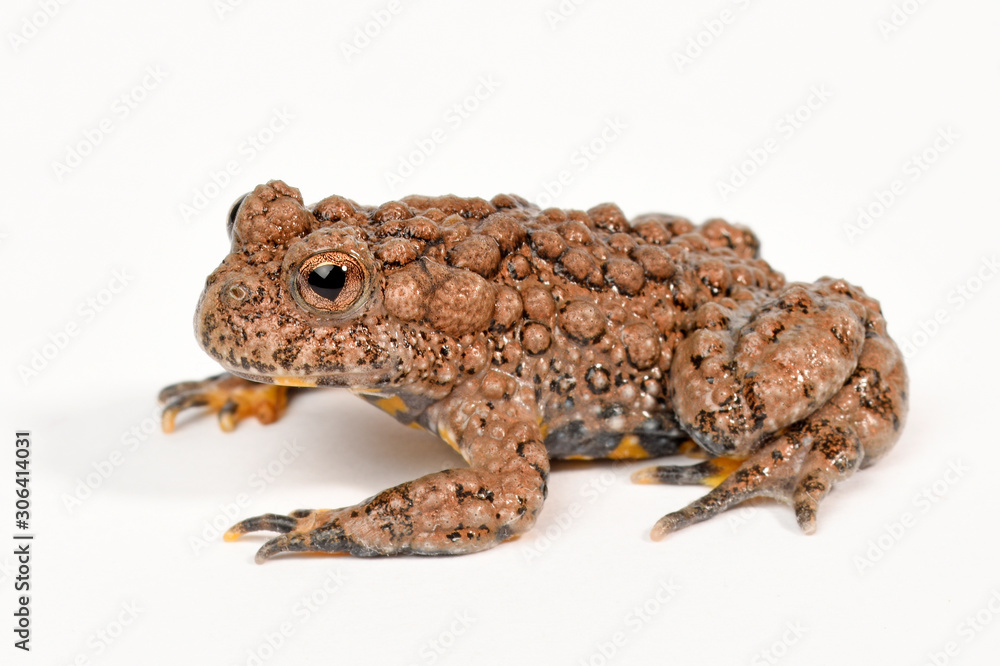 Foto de Stock Riesenunke / Chinesische Riesenunke (Bombina maxima ...