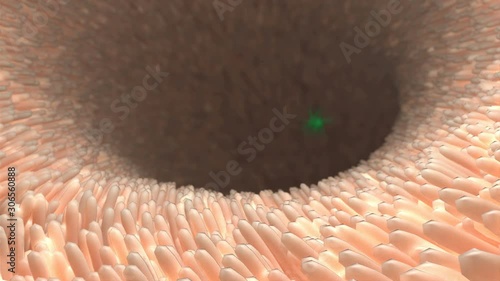Green pathogen moves inside the intestines. Microscopic villi and ...