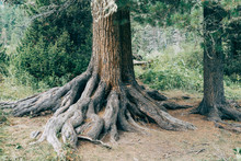 Cedar Roots Free Stock Photo - Public Domain Pictures