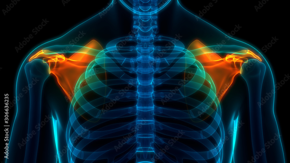 Human Skeleton System Scapula Bone Joints Anatomy 스톡 일러스트레이션 | Adobe Stock