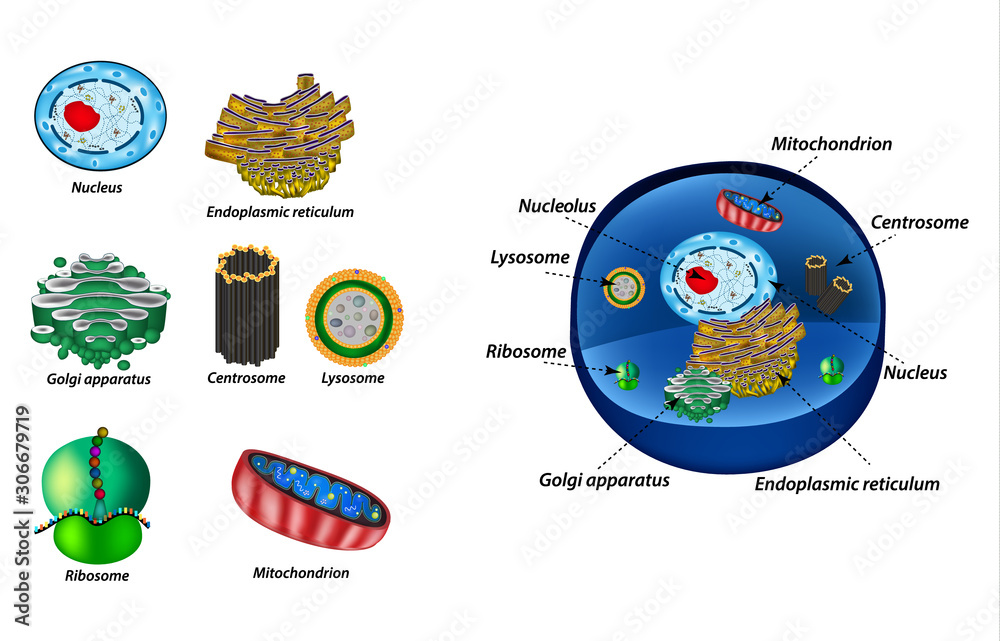 Structure Ribosome Infographics Vector Illustration Stock