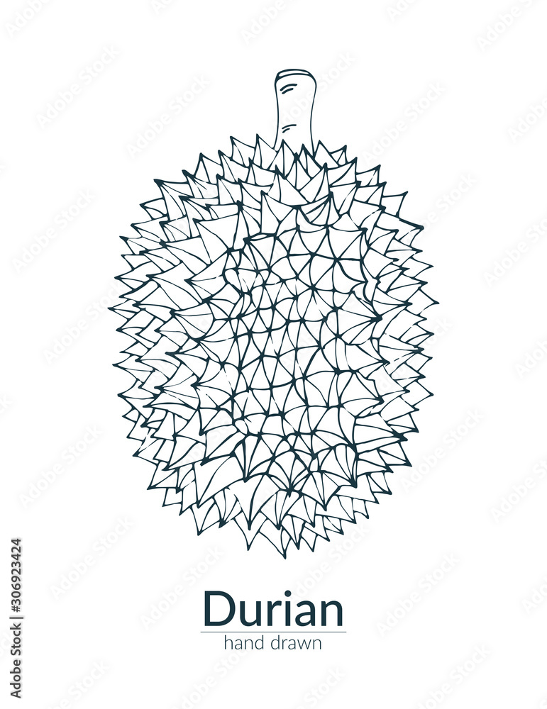 Durian on a white background. Vector illustration in sketch style. Card ...