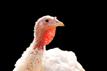 Turkey On Black Background Free Stock Photo - Public Domain Pictures