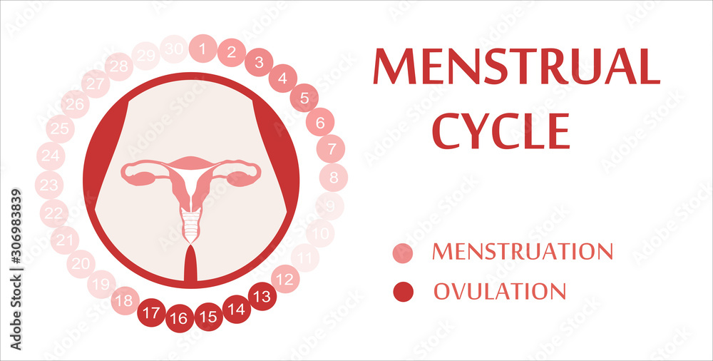 Menstrual cycle. Planner Design. Stock Vector | Adobe Stock