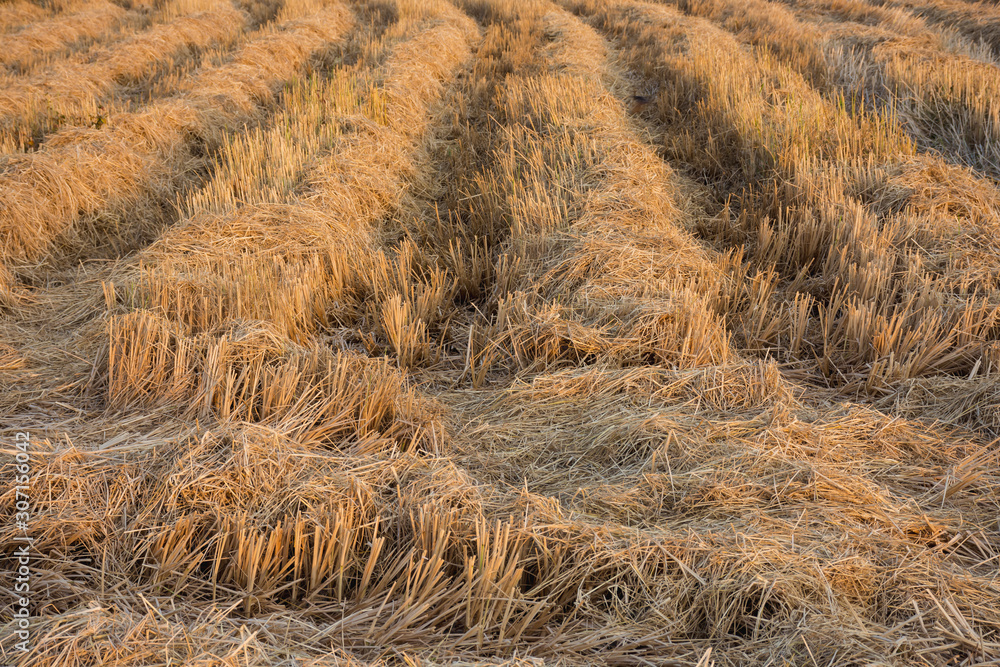 Rice Straw Rice Field Harvest background Stock Photo | Adobe Stock