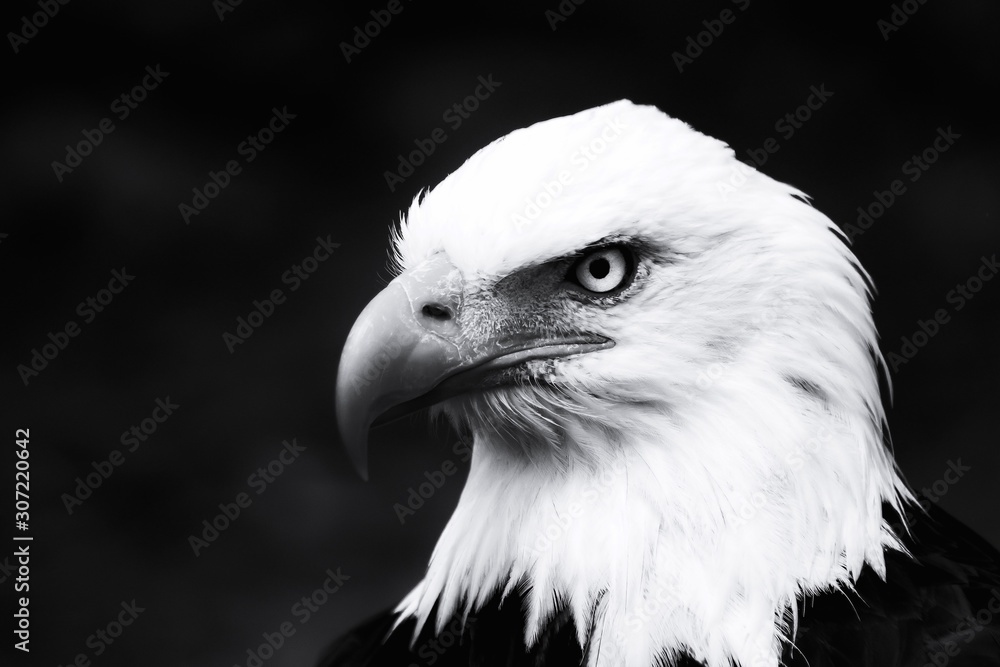 Grayscale photography of bald eagle Stock Photo | Adobe Stock
