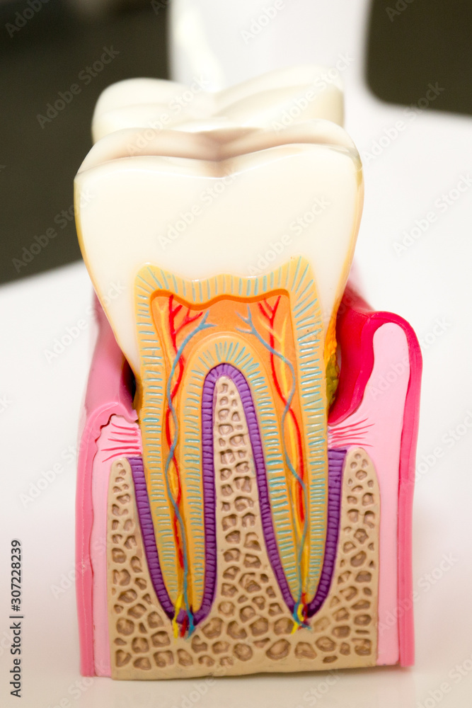 Dental model anatomy of the tooth cross-section dentist concept for ...