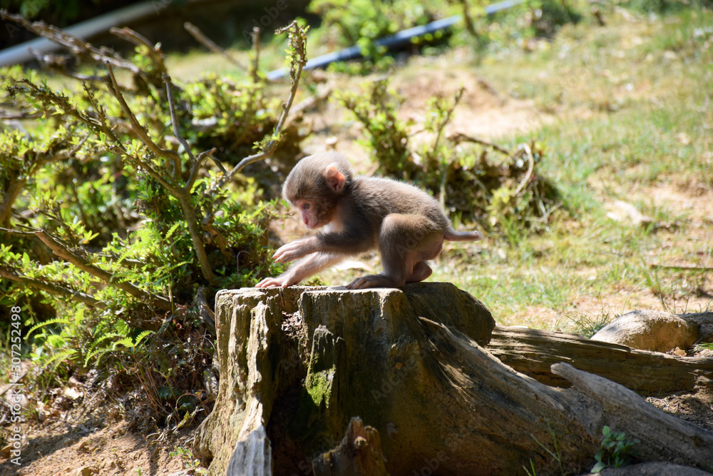 Cute baby Japanese macaque (snow monkey, macaca fuscata) exploring a ...
