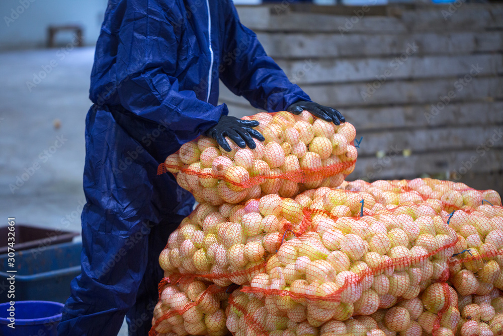 Stock-Foto „The hands of the employee who packed the sorted peeled ...