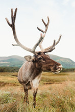Stag, Deer Free Stock Photo - Public Domain Pictures